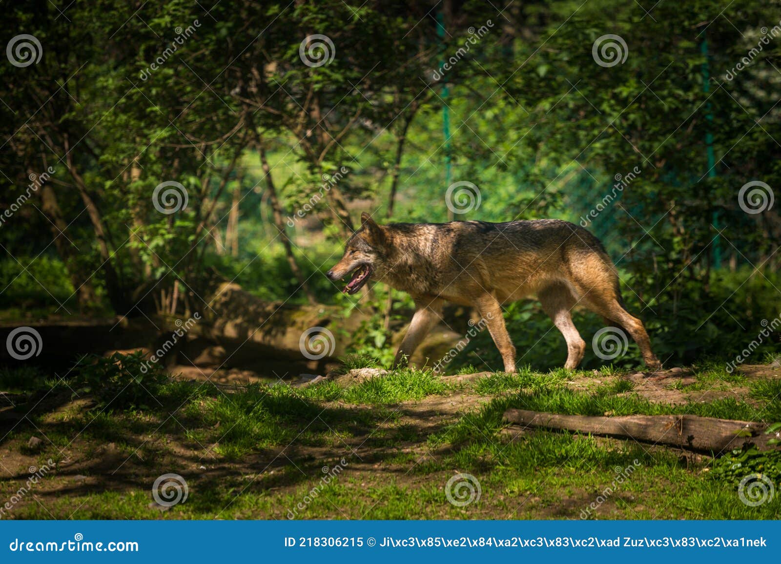 Wolf in action in zoo park stock image. Image of carnivore - 218306215