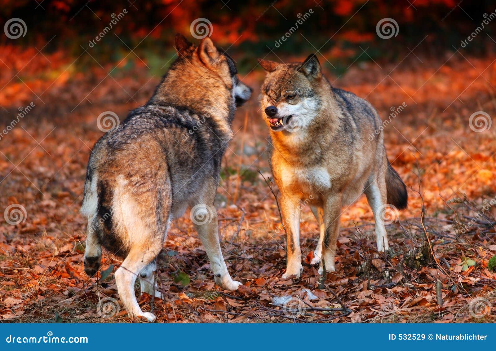 Wolf afraid in sunset stock image. Image of control, timber - 532529