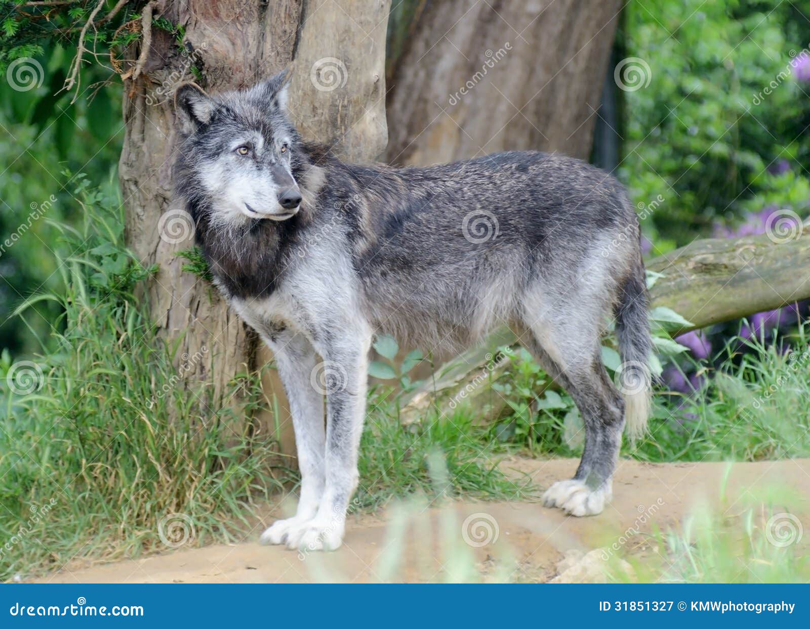 Wolf Back View Sitting