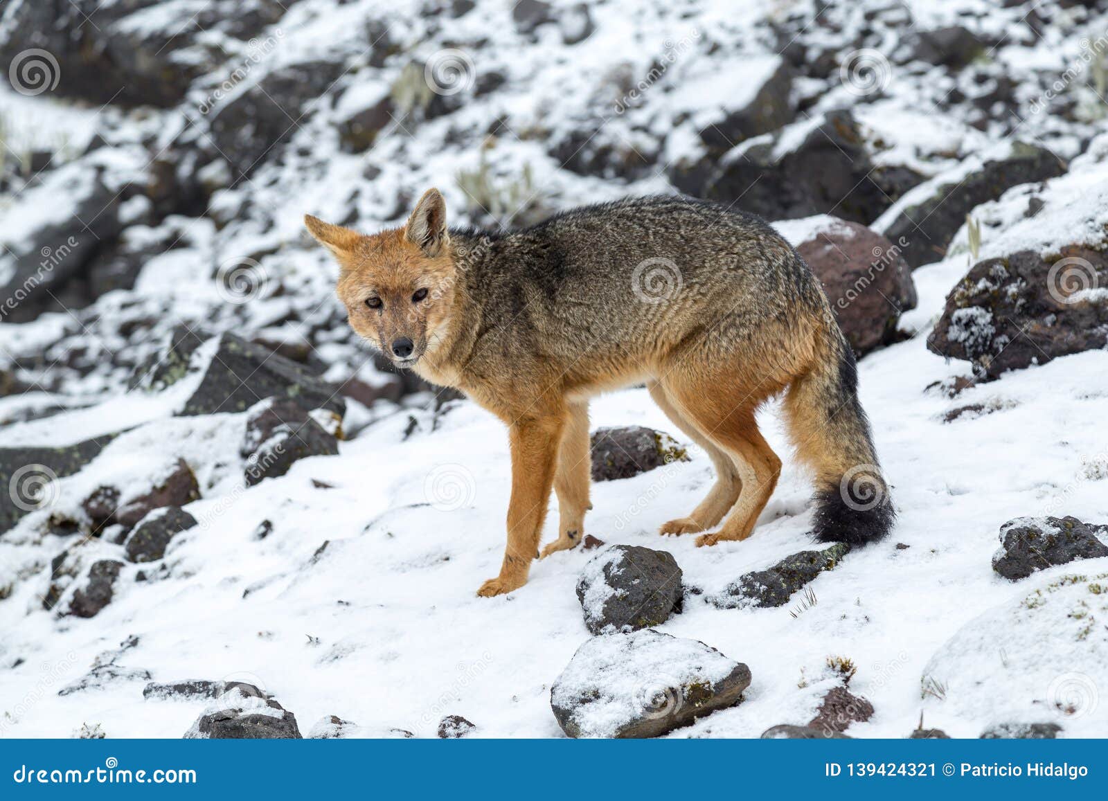 Wolf or Andean fox stock image. Image of walking, national - 139424321