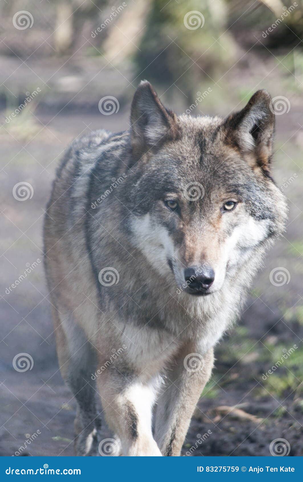 Wolf stock image. Image of nederlandse, closeup, wolf - 83275759