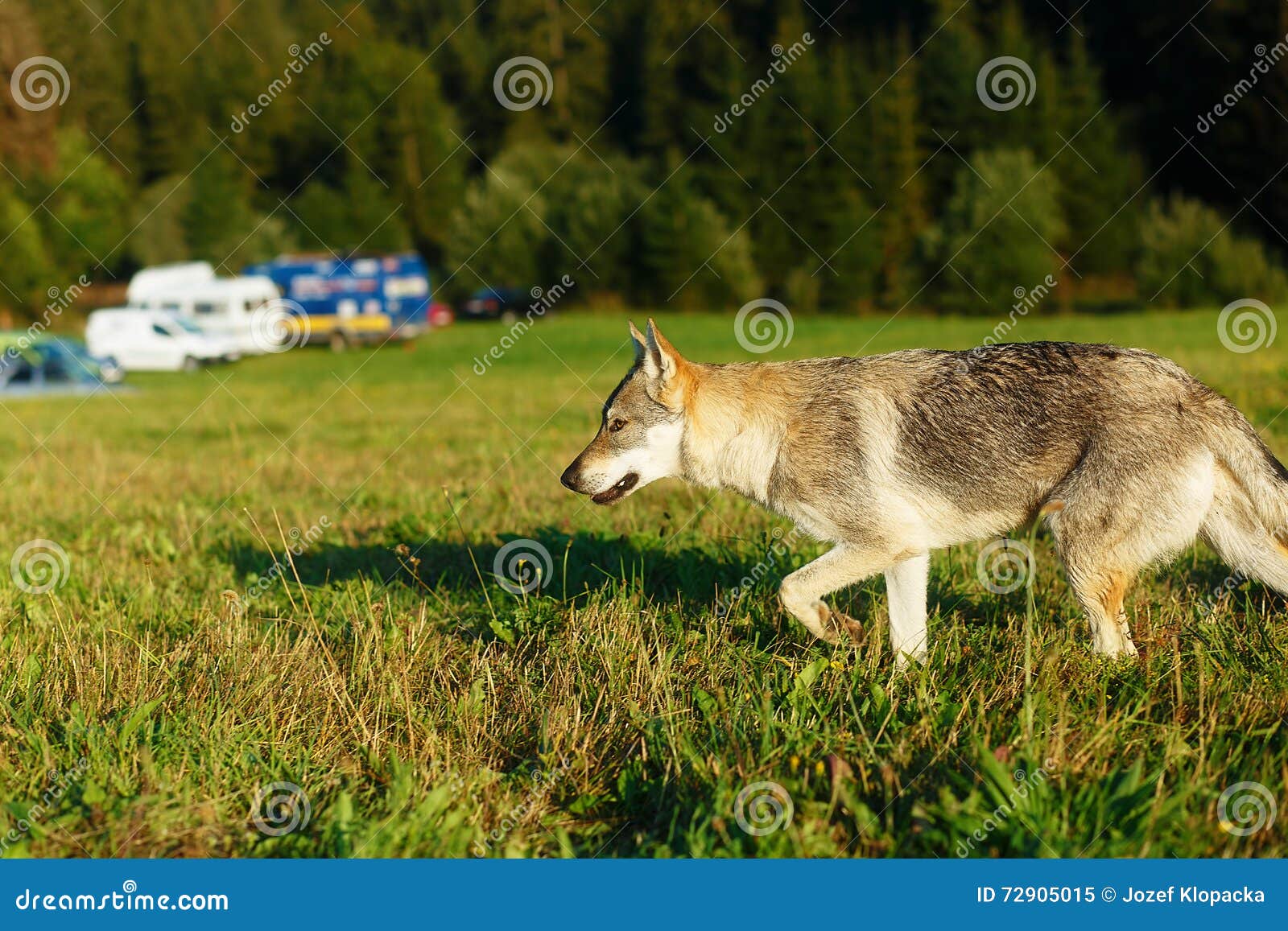 Wolf Approaching a Caravan Camping Place in Wildniss. Stock Image ...