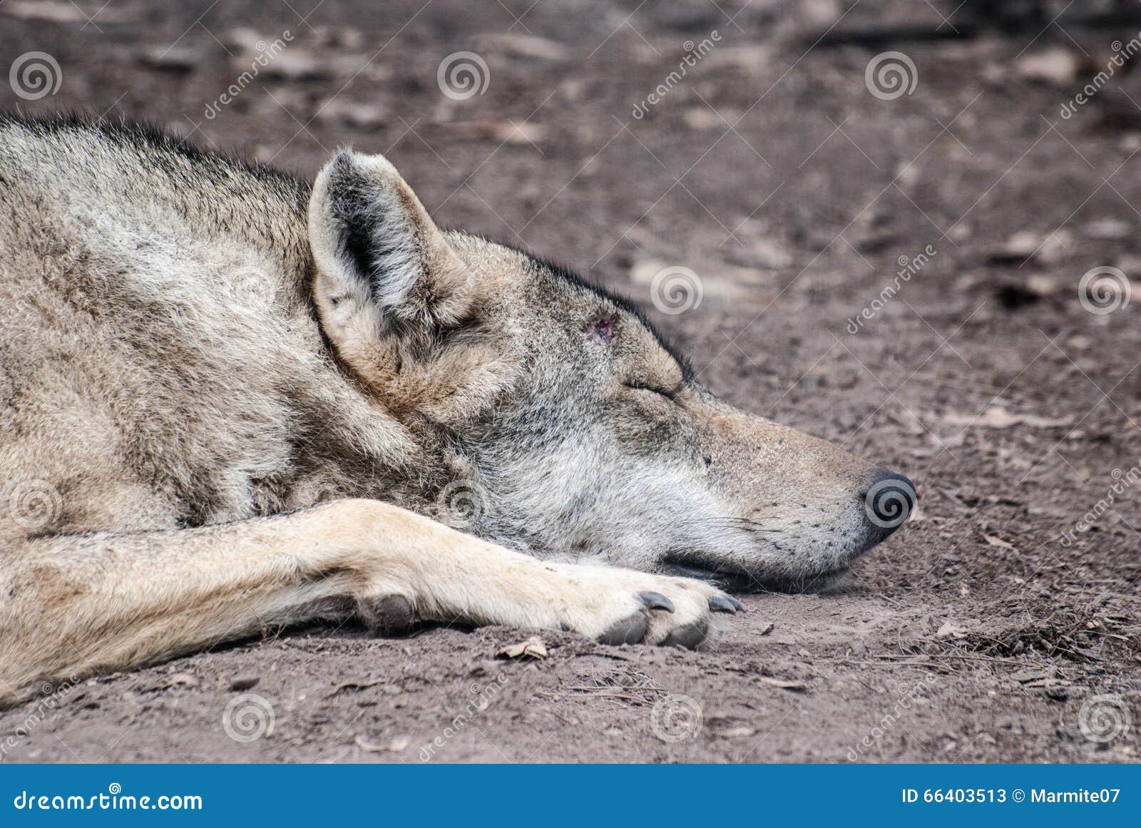 Wolf asleep stock image. Image of predator, snow, canis - 66403513