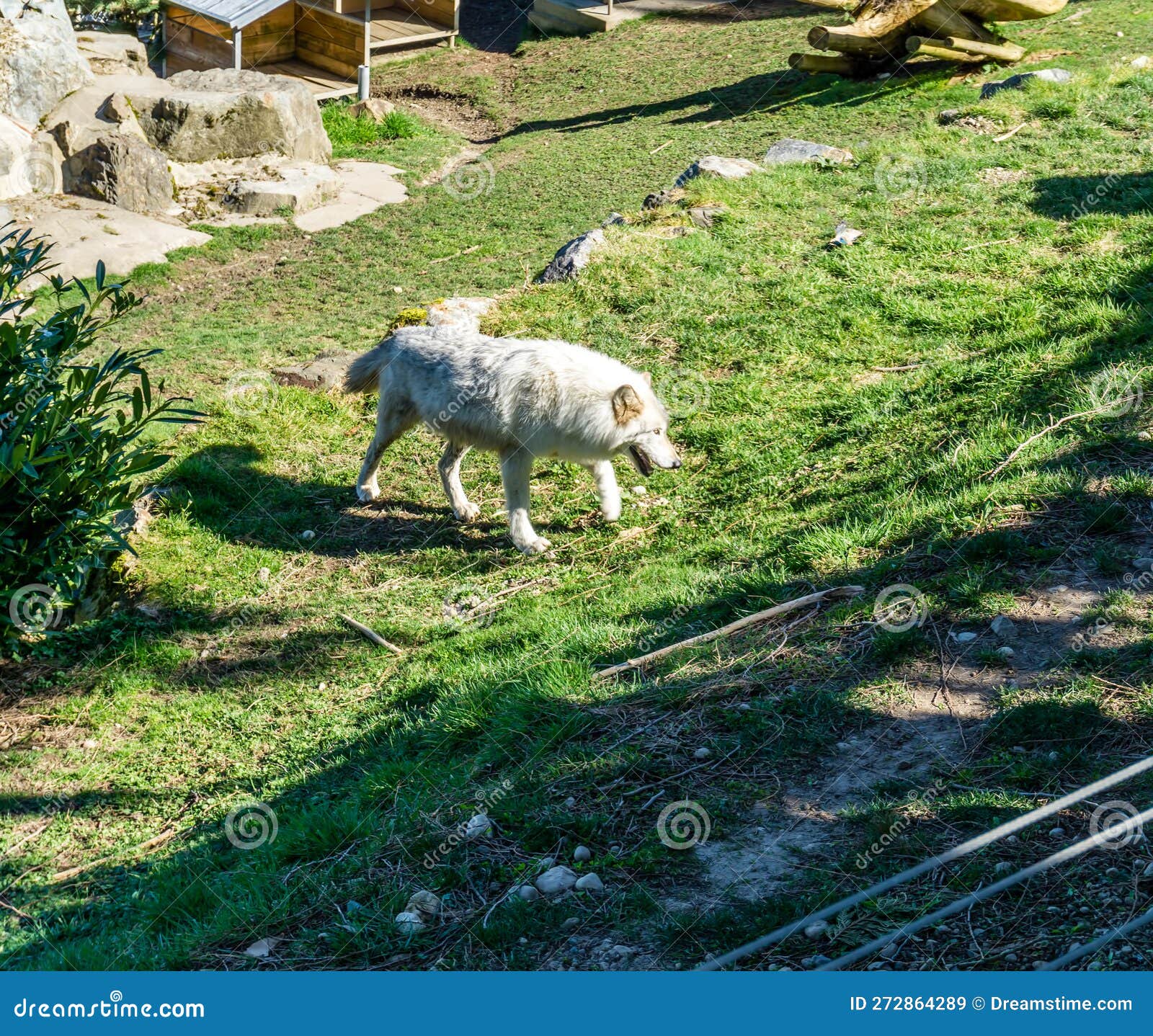 Wolf At Park 3 Stock Image Image Of Grass Mammal Wolf 272864289