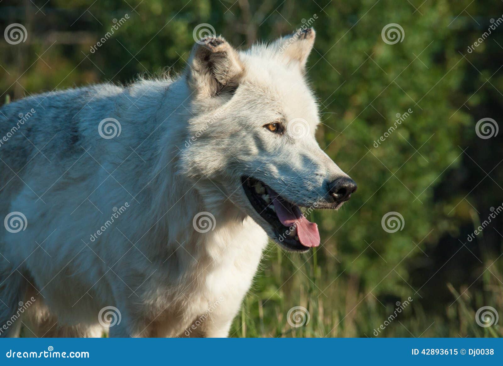 Wolf at attention stock image. Image of animals, quadruped - 42893615