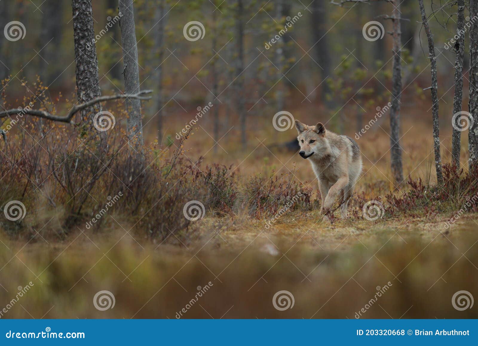 Wolf auf Jagd stockfoto. Bild von nadelbäume, herbst - 203320668
