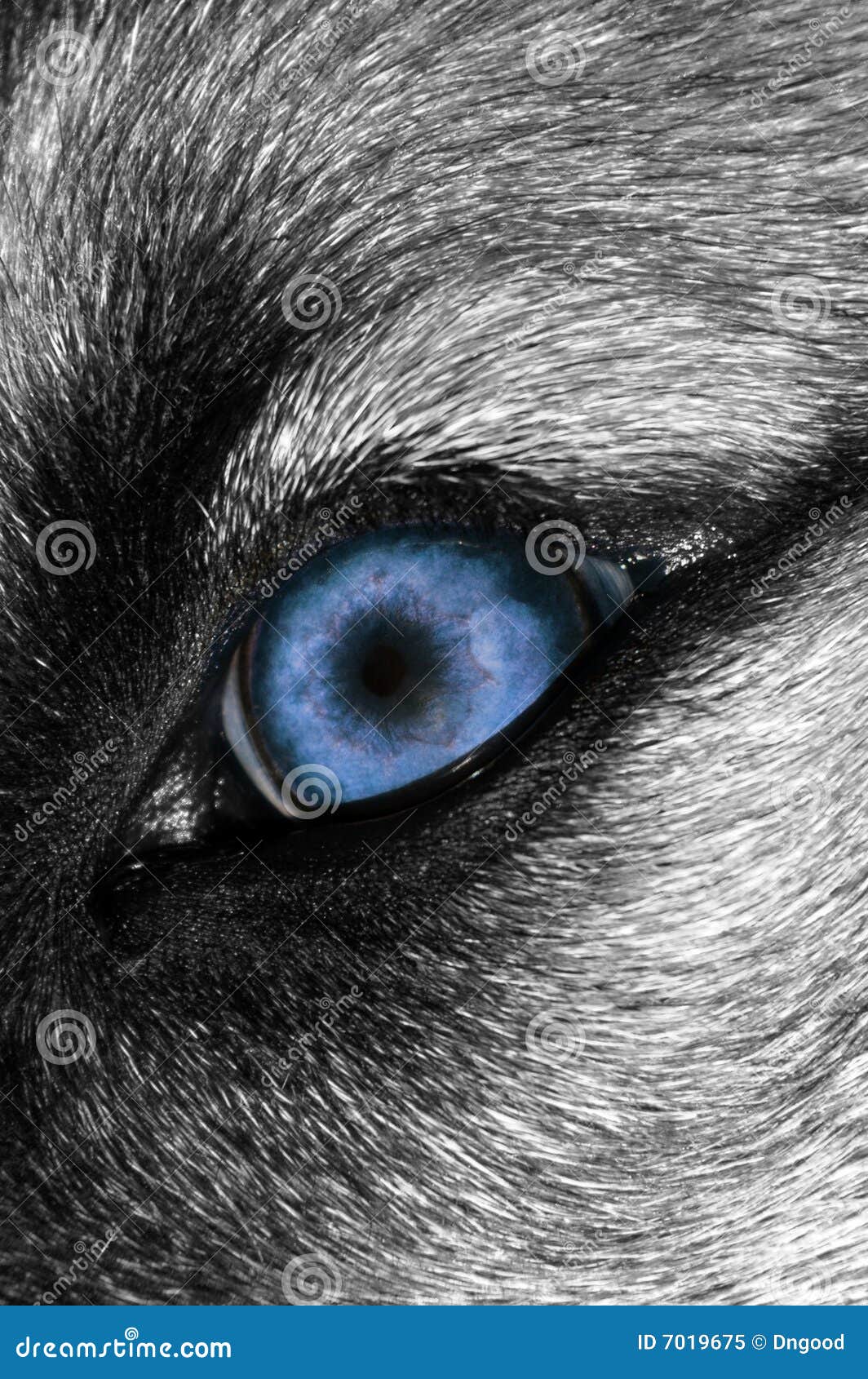 Wolf-Auge - blauer stockbild. Bild von raub, blau, warnung - 7019675