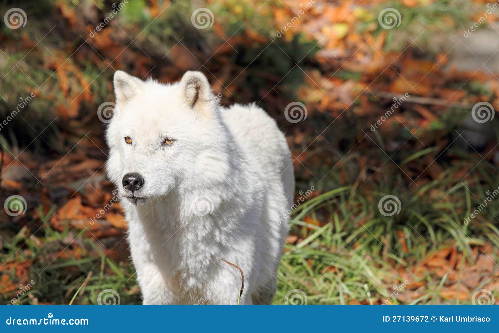 Wolf in autumn stock photo. Image of beauty, power, mammal - 27139672