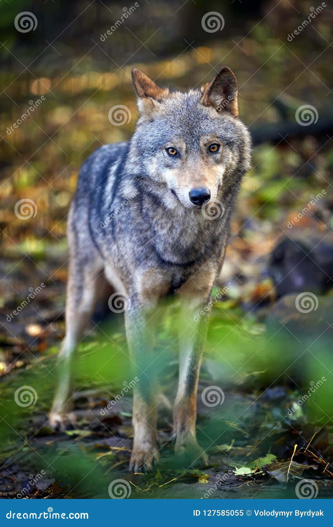 Wolf in autumn forest stock image. Image of captive - 127585055