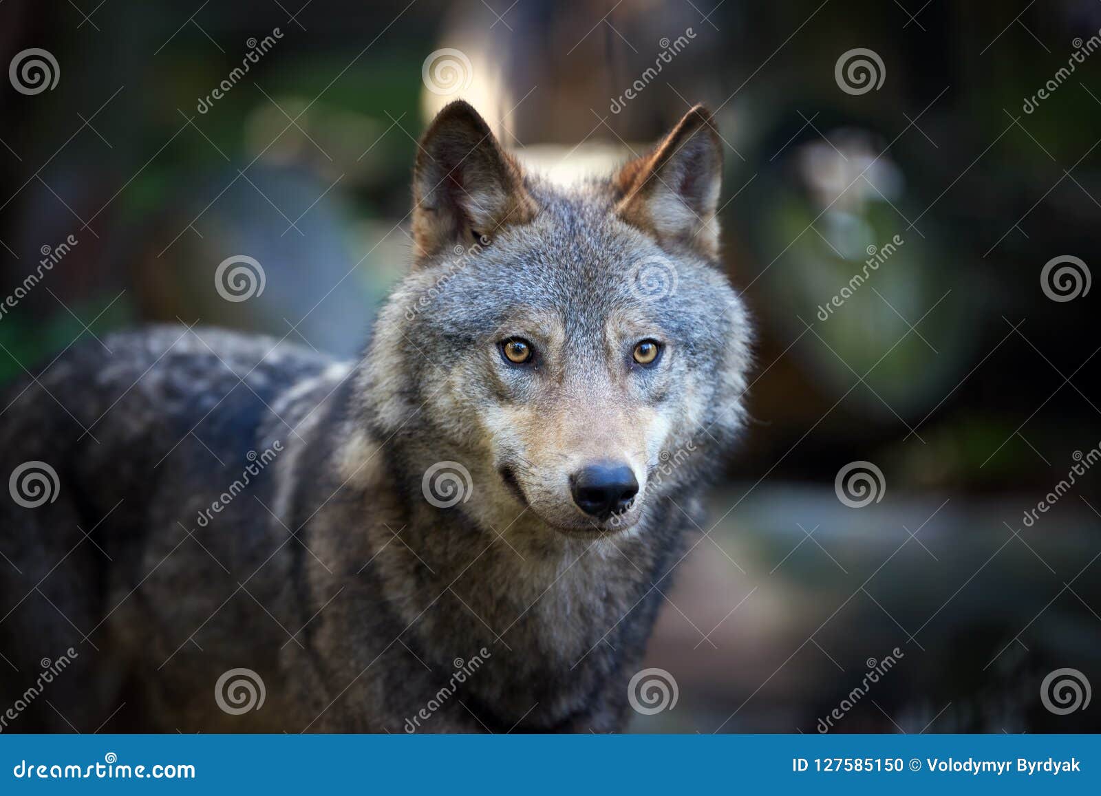 Wolf in autumn forest stock photo. Image of closeup - 127585150