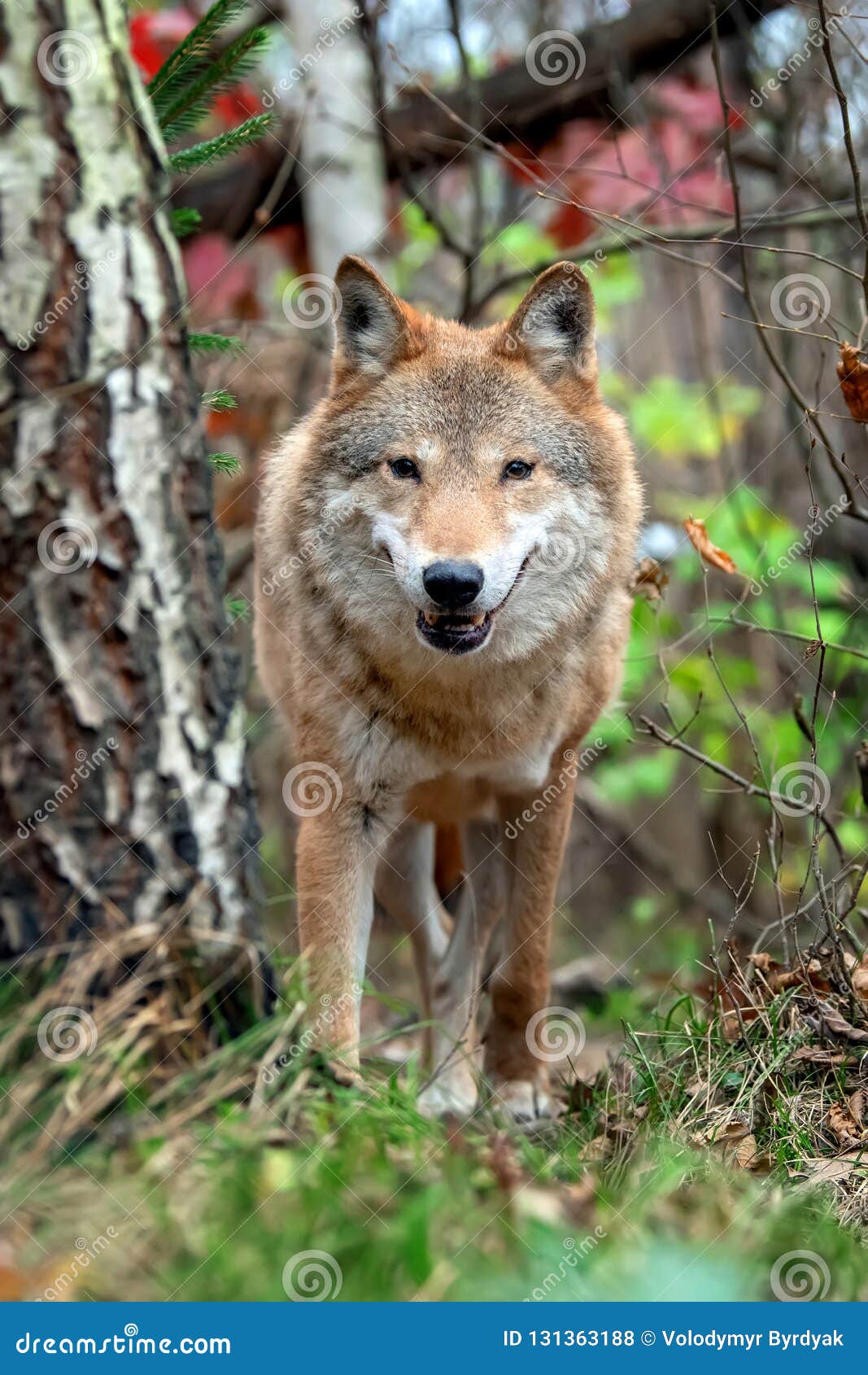 Wolf in autumn forest stock photo. Image of hunter, dangerous - 131363188
