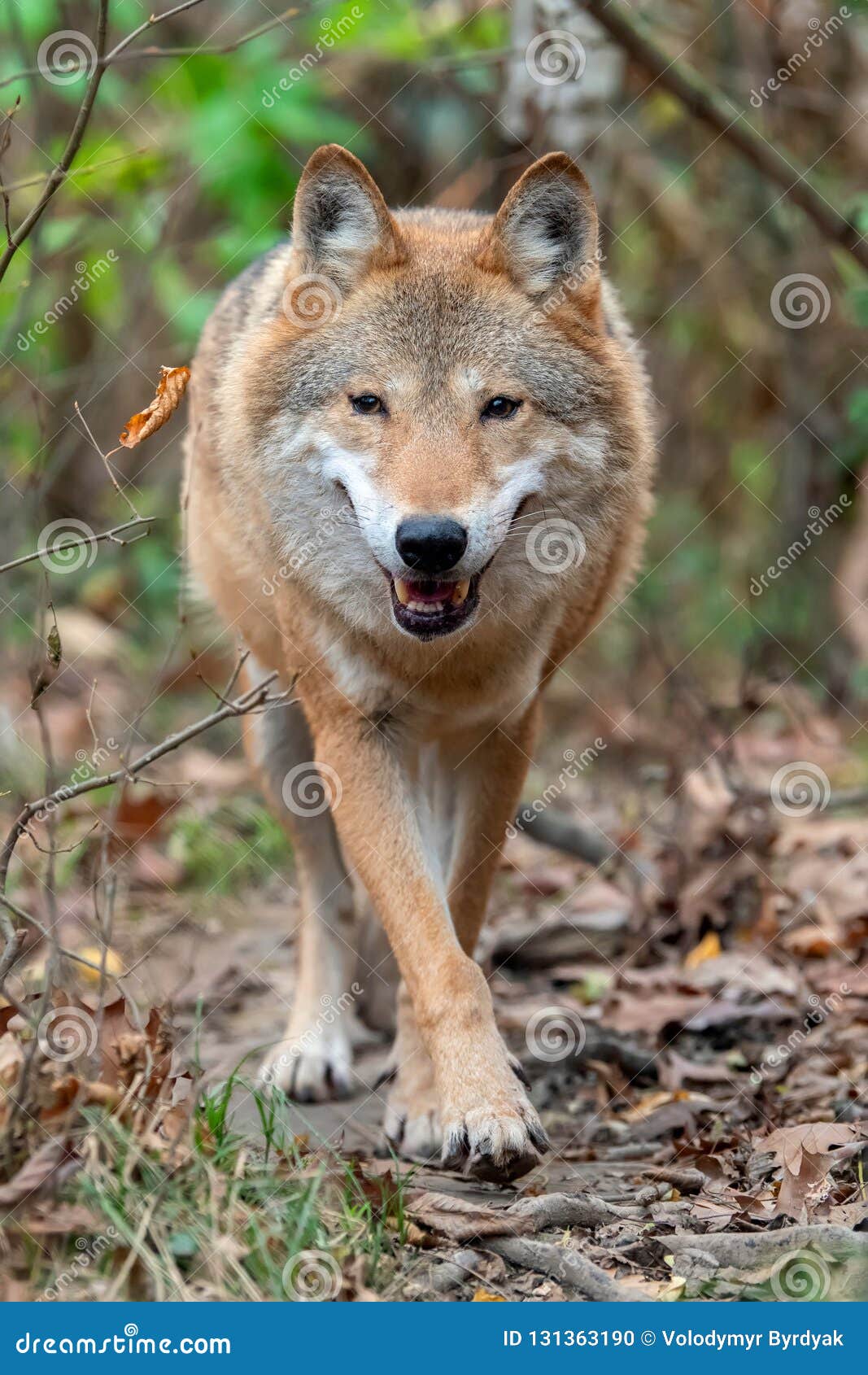 Wolf in autumn forest stock photo. Image of nose, natural - 131363190