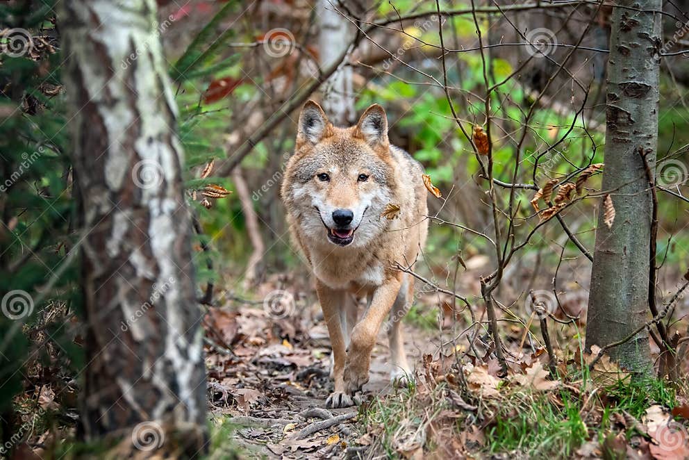 Wolf in autumn forest stock photo. Image of nose, beautiful - 131363228