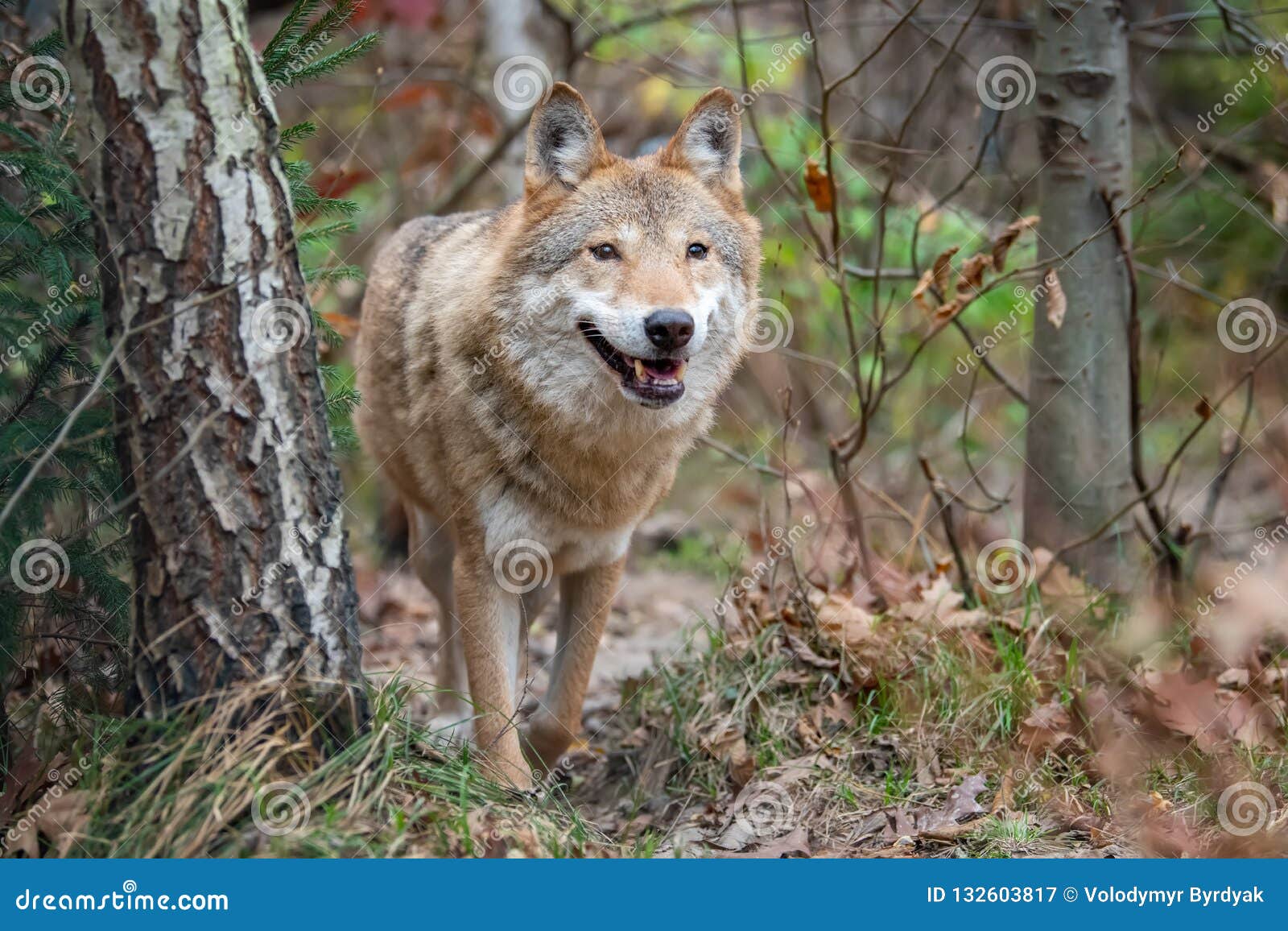 Wolf in autumn forest stock image. Image of beautiful - 132603817