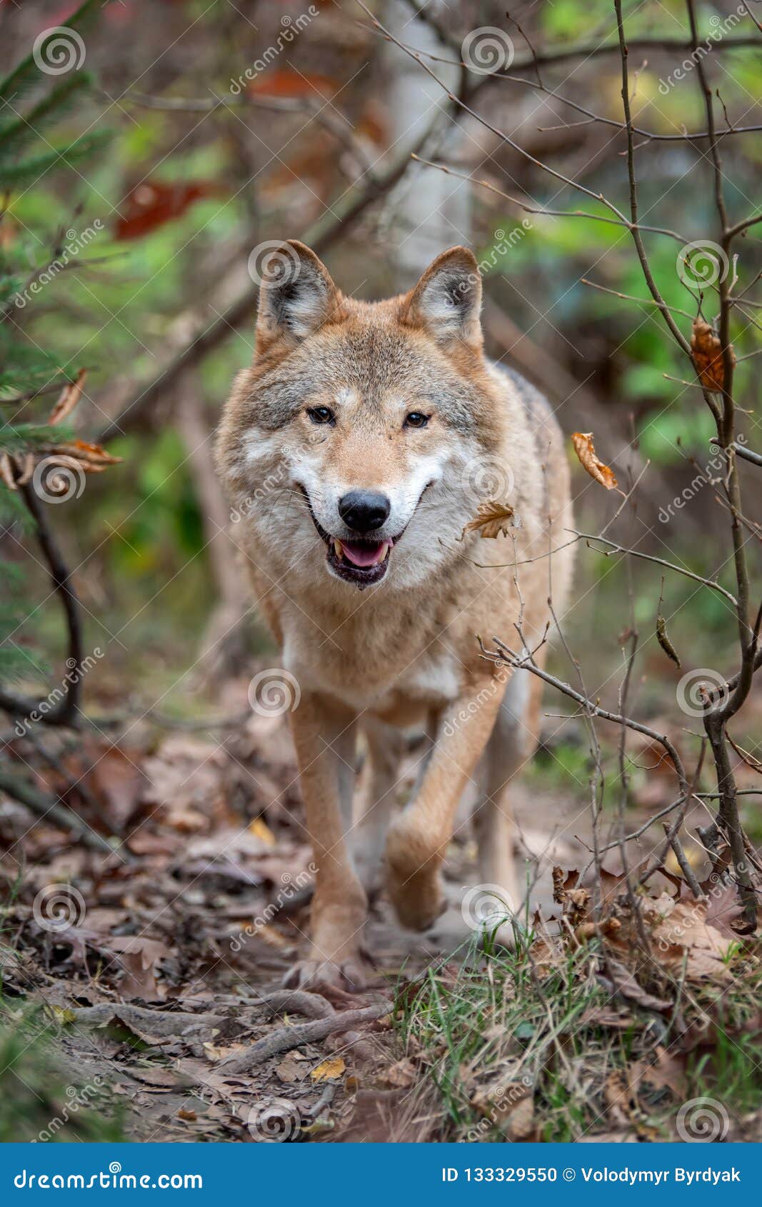 Wolf in autumn forest stock photo. Image of beautiful - 133329550