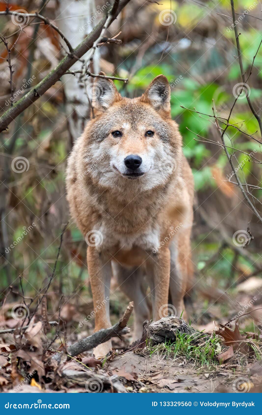 Wolf in autumn forest stock photo. Image of canine, hunting - 133329560