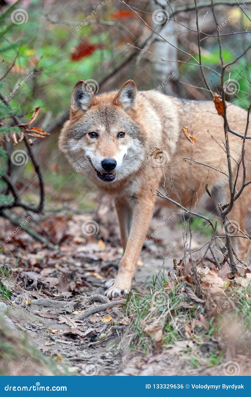 Wolf in autumn forest stock photo. Image of look, creature - 133329636