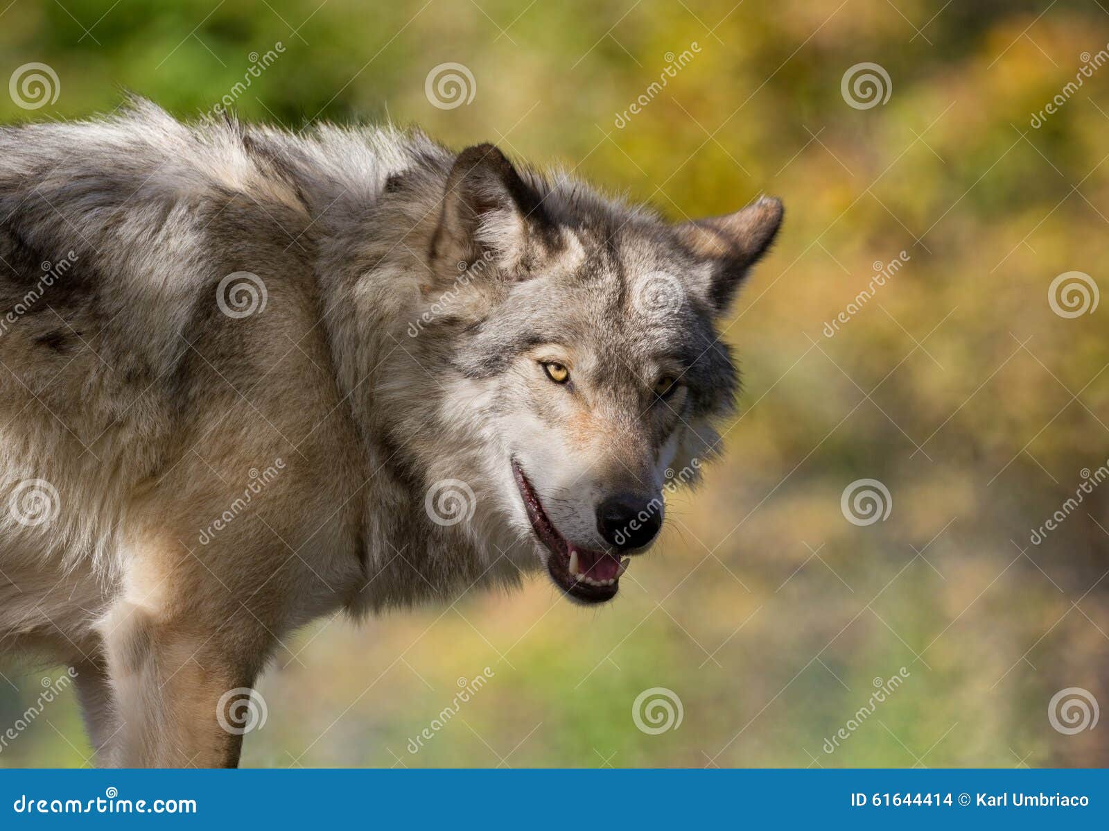 Wolf during autumn stock photo. Image of color, animal - 61644414