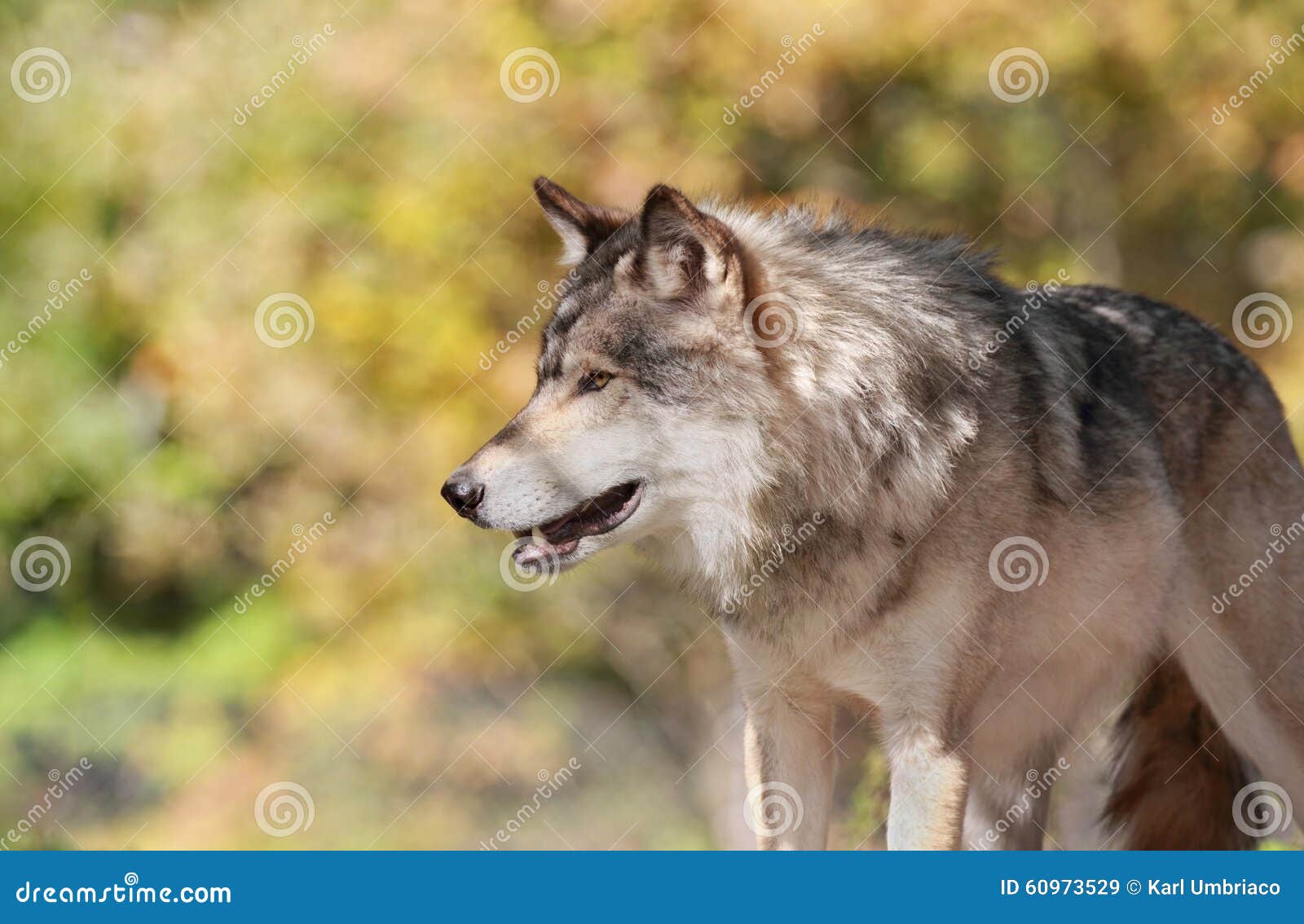 Wolf during autumn stock image. Image of animal, color - 60973529