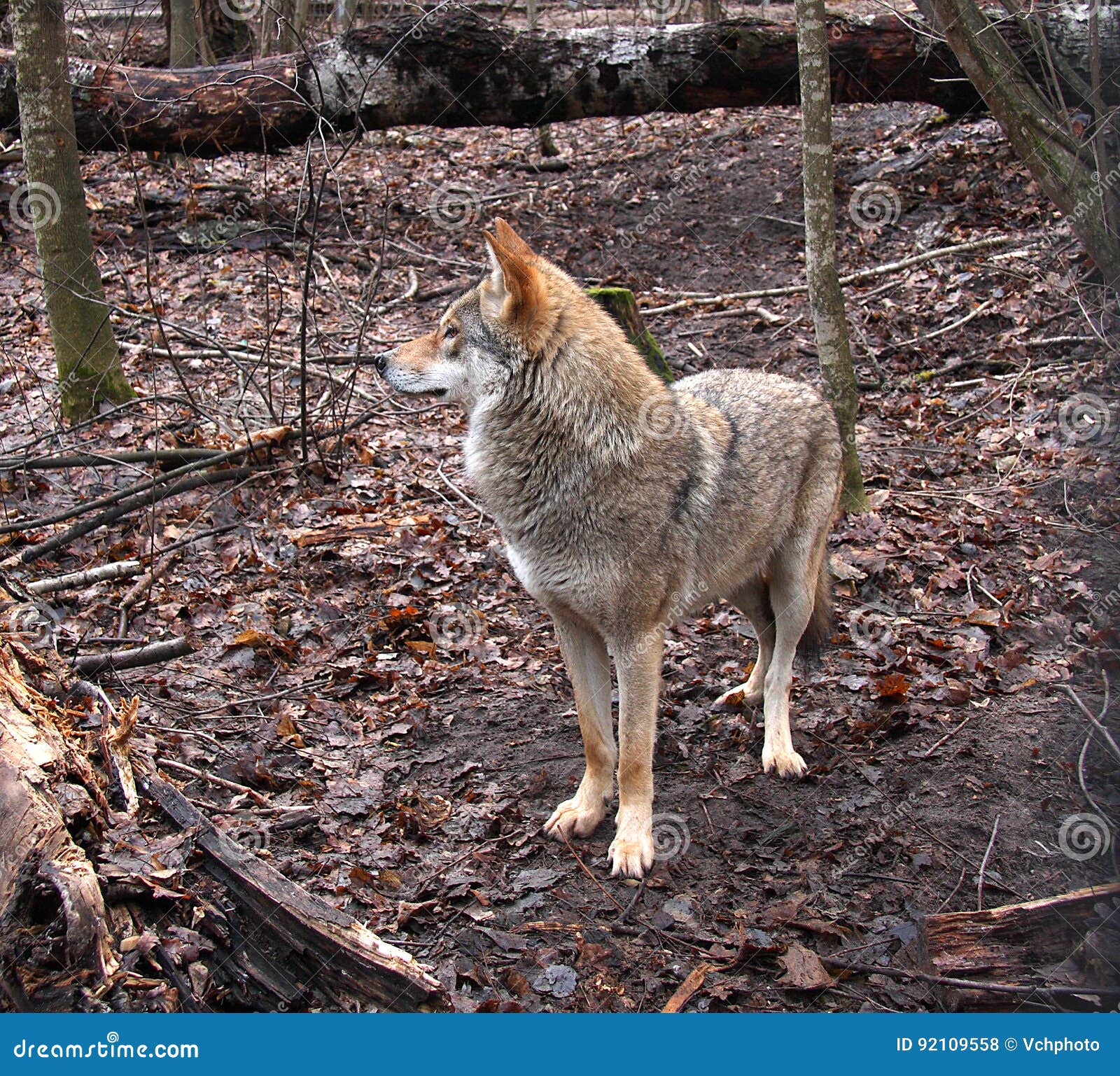 The Wolf in the Autumn Wood Stock Photo - Image of black, lupus: 92109558