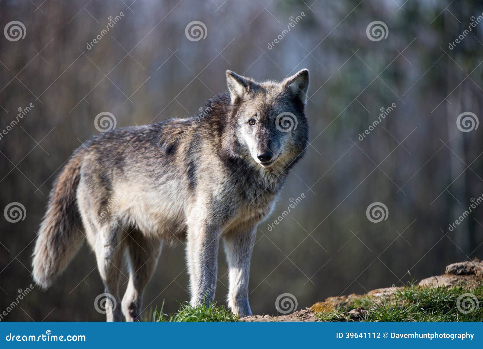 Wolf stock photo. Image of gray, wildlife, wild, mammal - 39641112