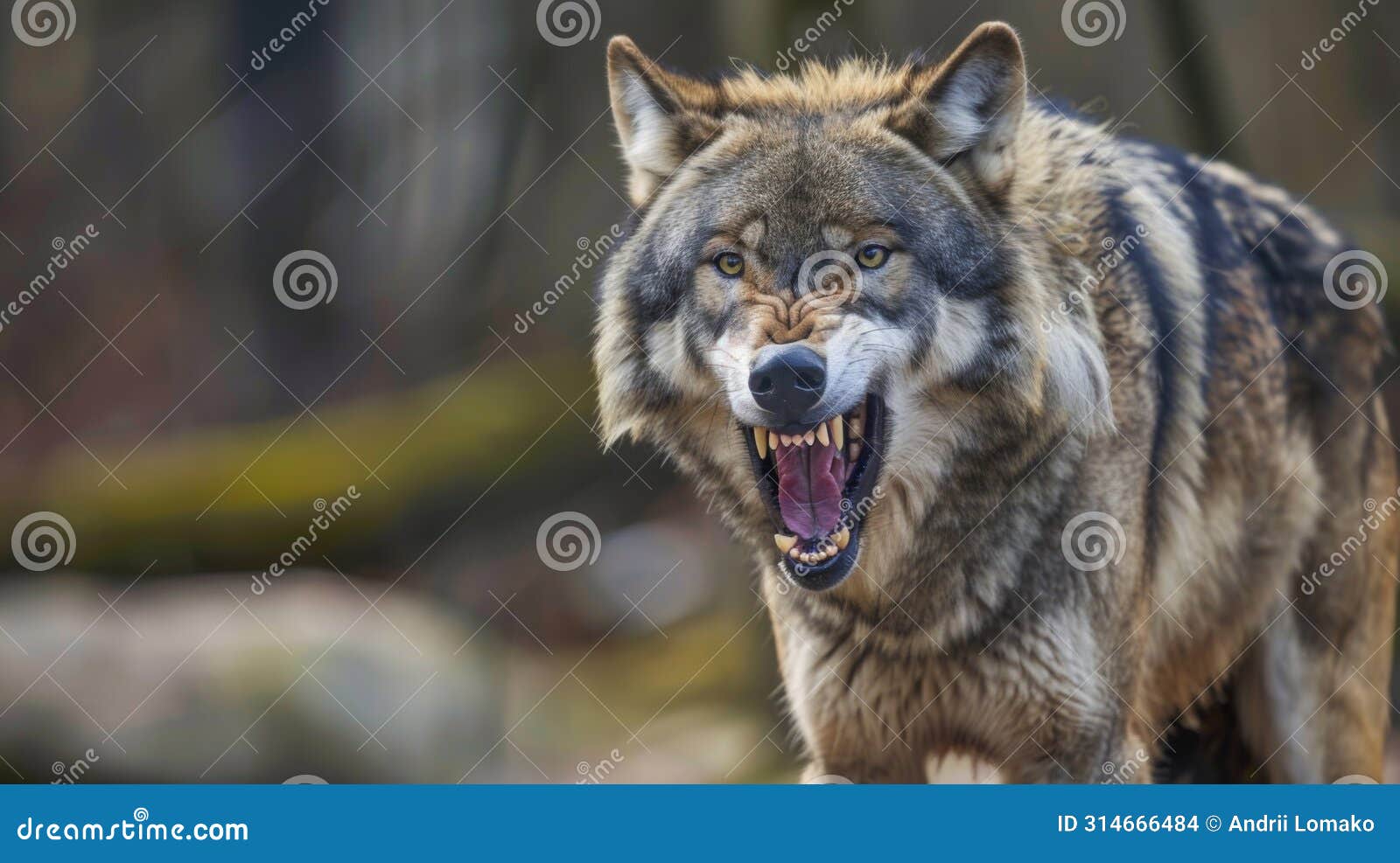 Wolf Baring Teeth in Aggression Stock Photo - Image of wolf, aggression ...