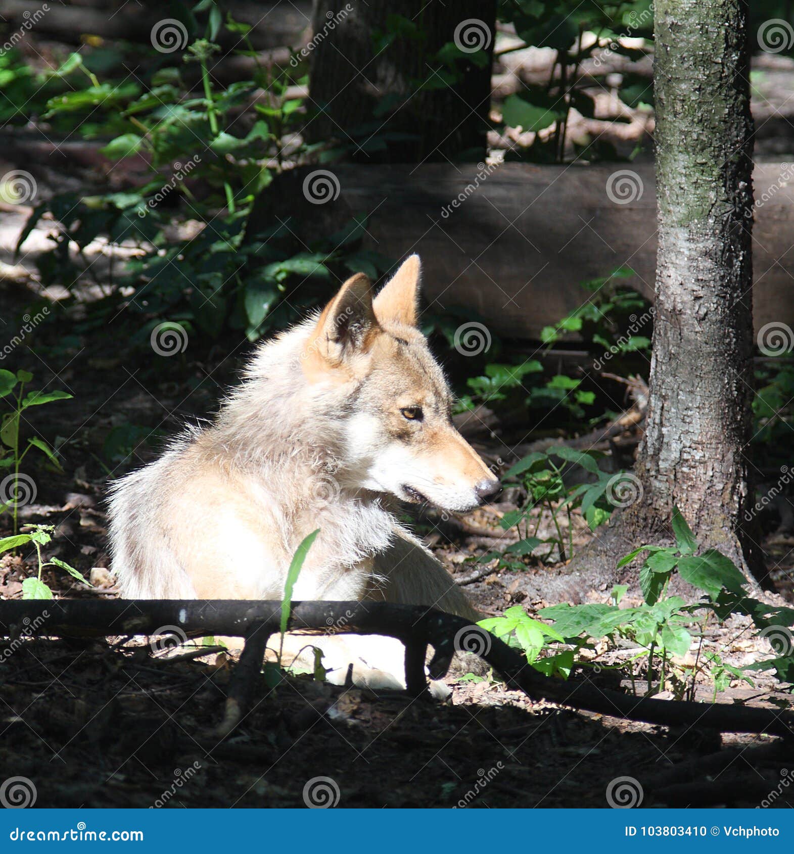 The Wolf is Basked in the Sun Stock Photo - Image of animals, outdoors ...