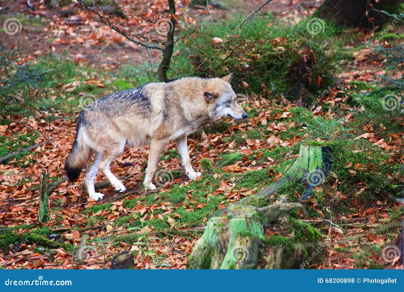 Wolf at Bavarian Forest National Park Stock Photo - Image of adult ...
