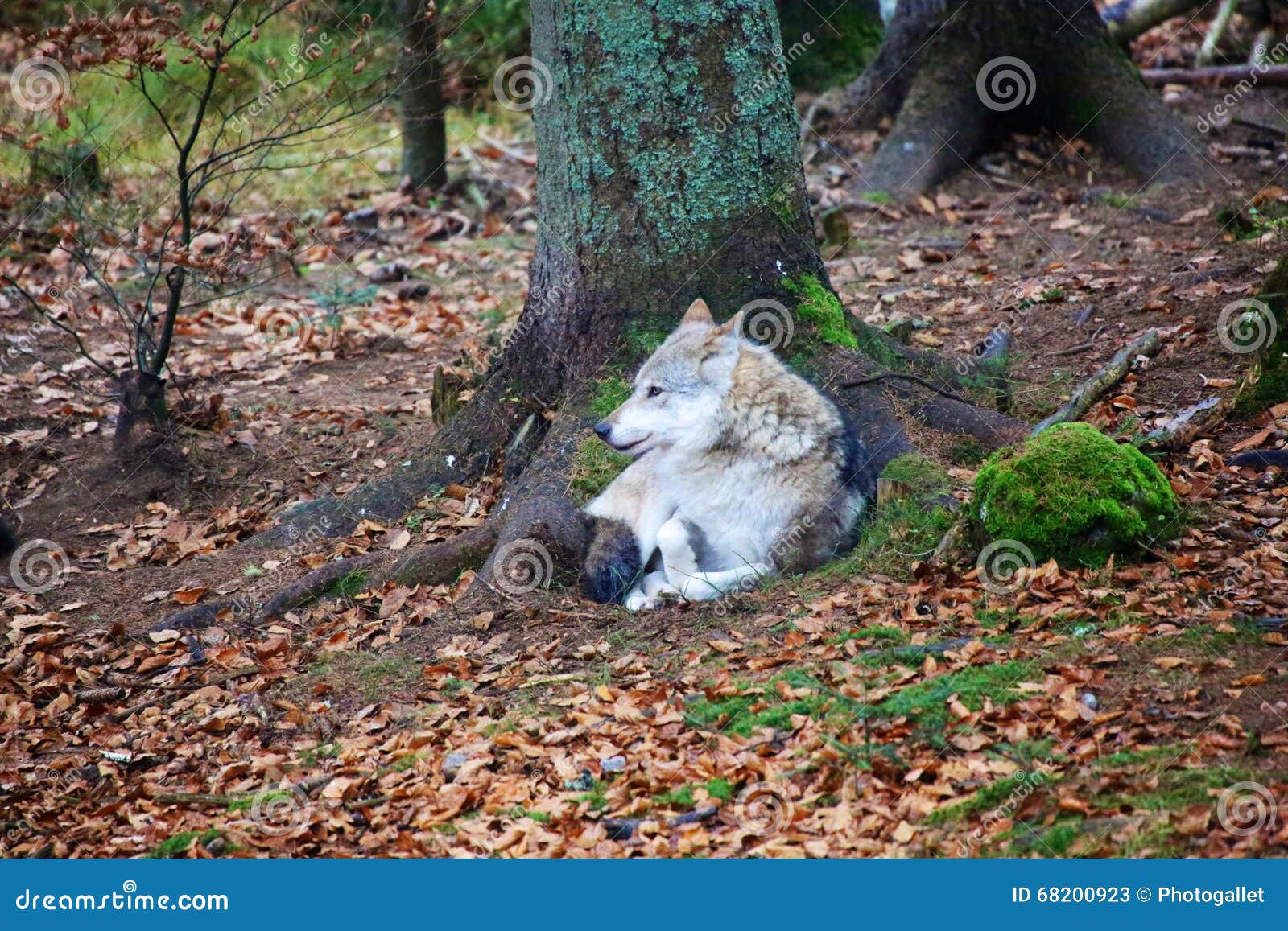 Wolf at Bavarian Forest National Park Stock Image - Image of park, snow ...