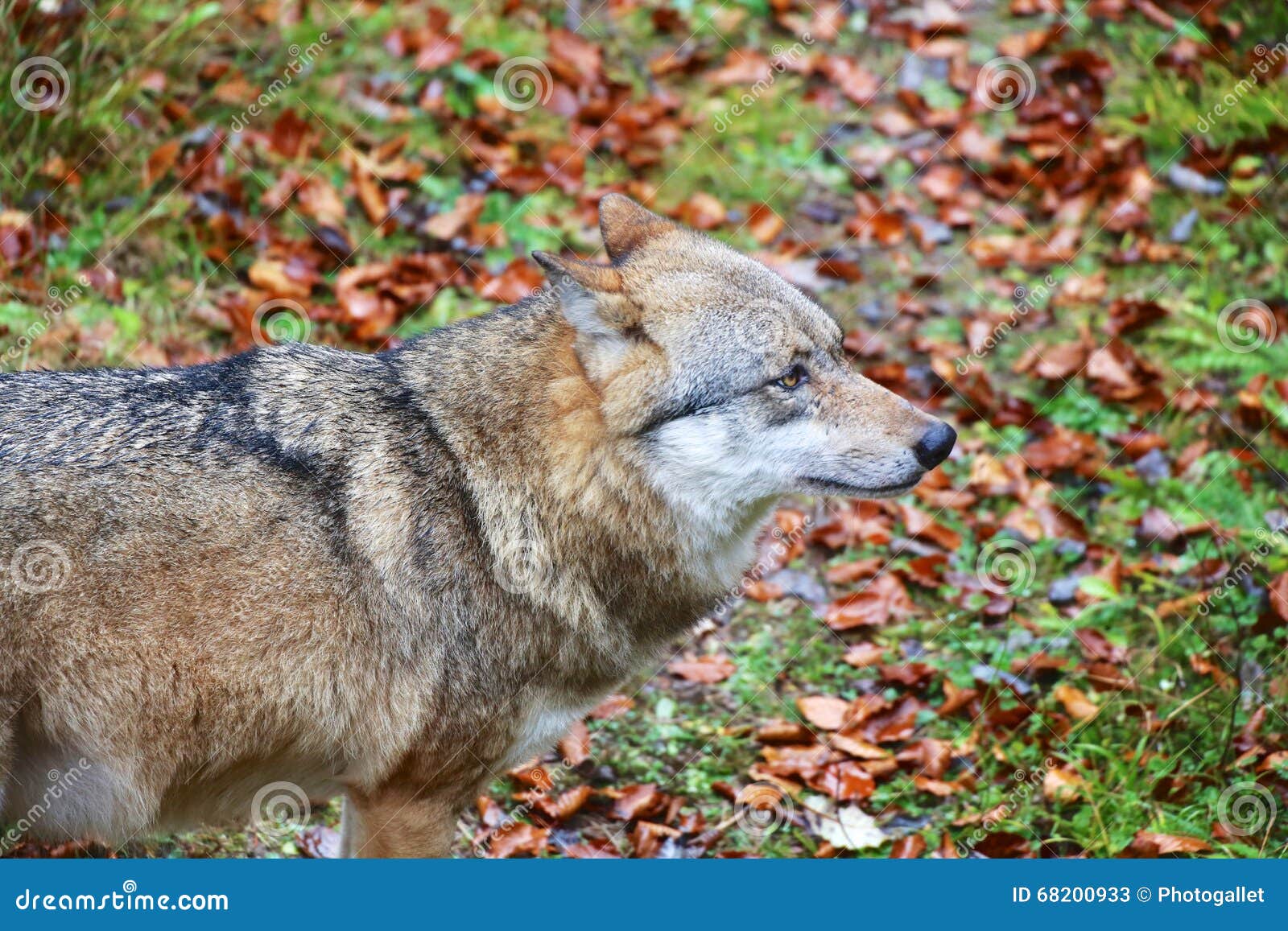 Wolf at Bavarian Forest National Park Stock Image - Image of forest ...