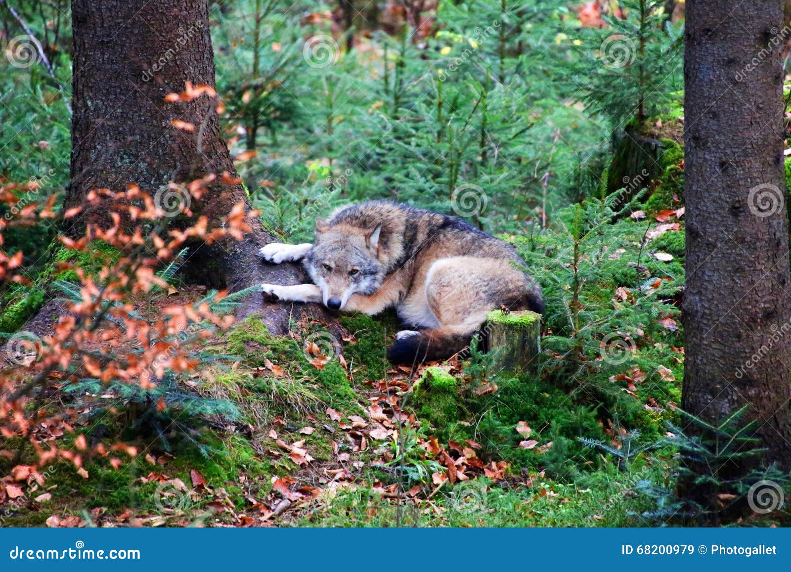 Wolf at Bavarian Forest National Park Stock Image - Image of hunter ...
