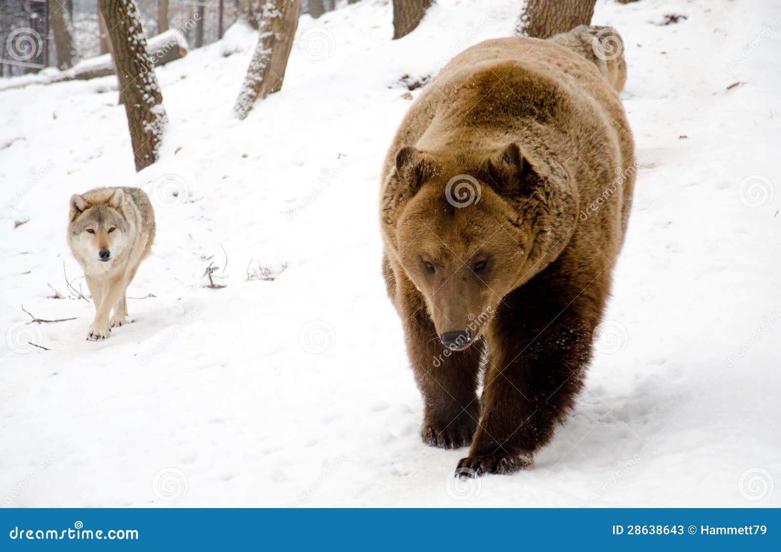 Wolf and a bear. stock image. Image of winter, animals - 28638643