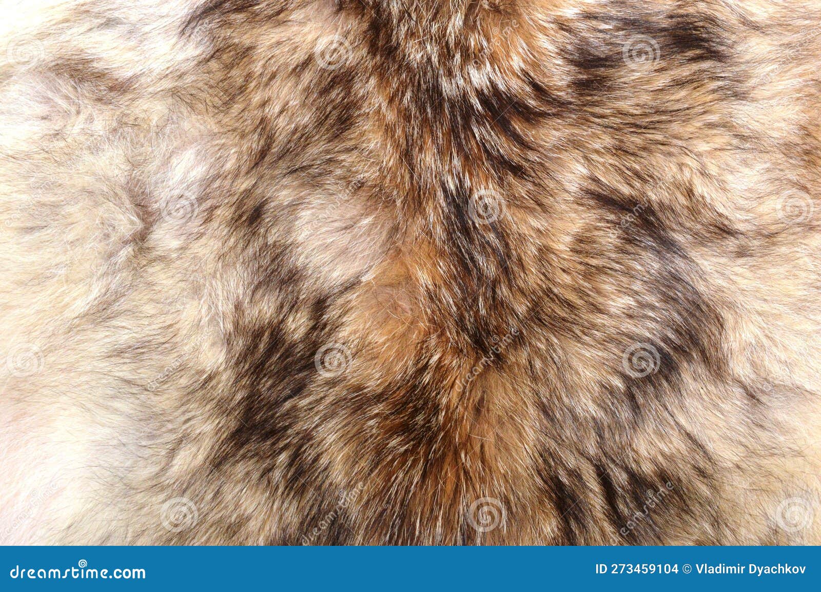 Wolf predator skin stock photo. Image of object, gray - 273459104