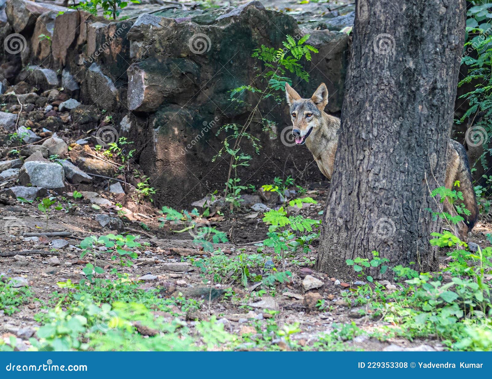 A wolf behind a tree stock photo. Image of danger, nature - 229353308
