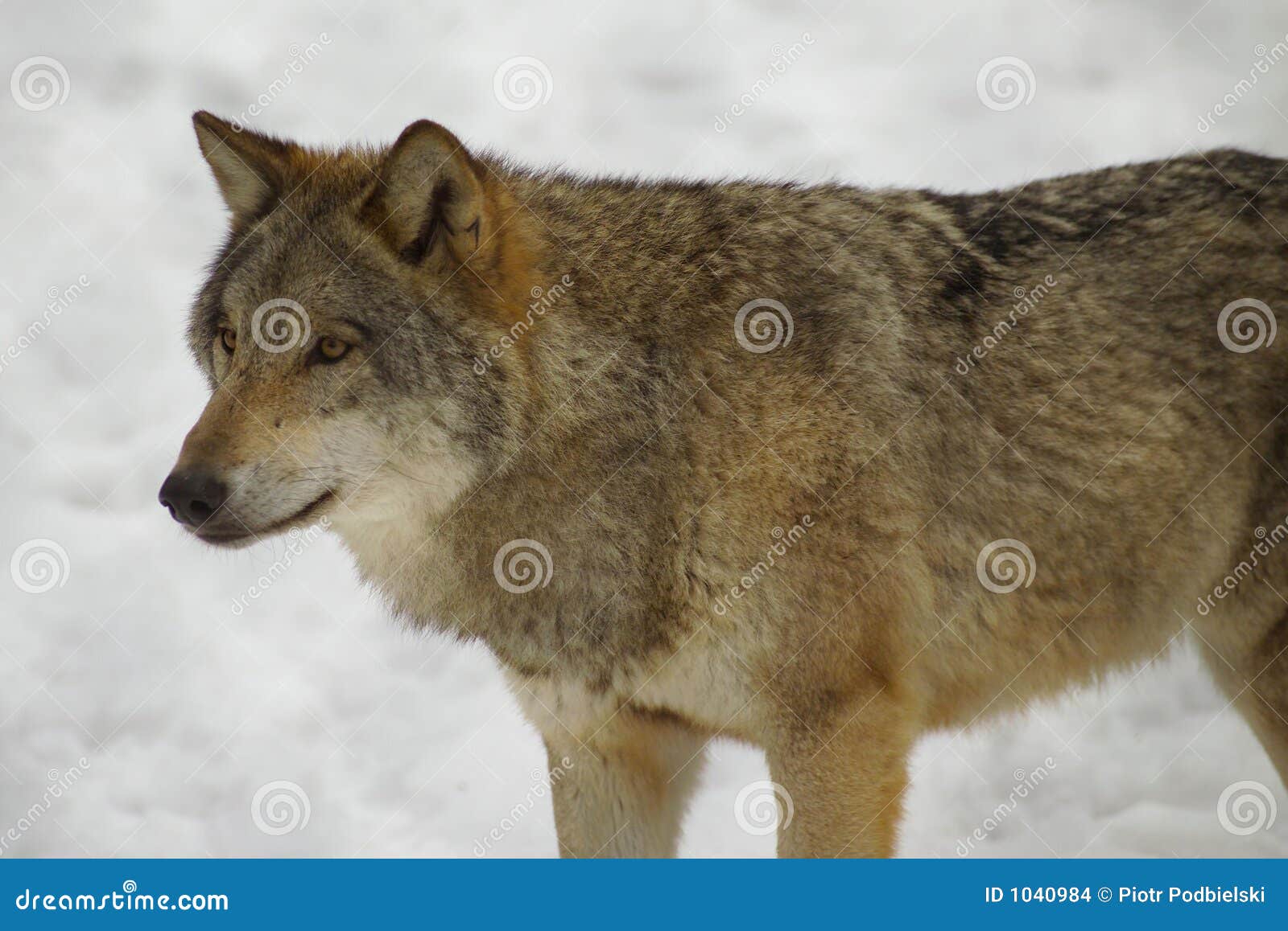 Wolf from Bialowieza / Poland Stock Photo - Image of sideways, standing ...