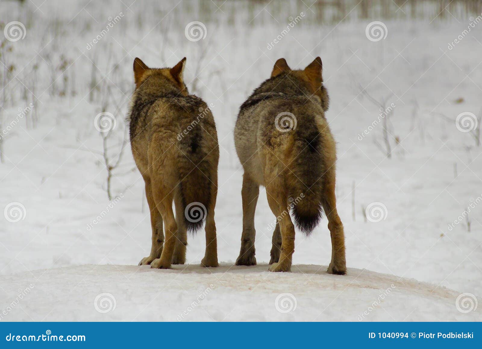Wolf from Bialowieza / Poland Stock Photo - Image of full, bialowieza ...