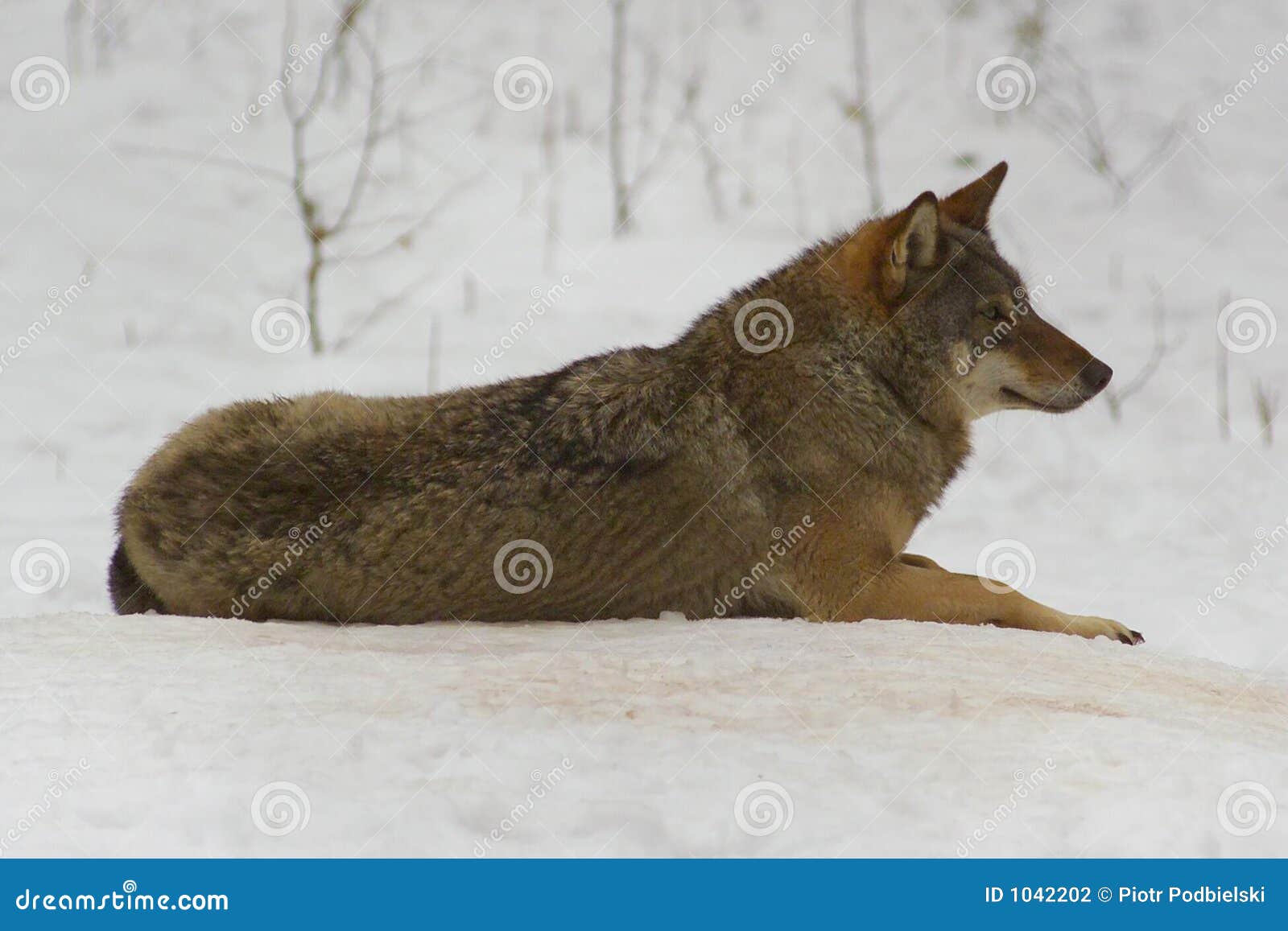 Wolf from Bialowieza / Poland Stock Photo - Image of portrait, lying ...