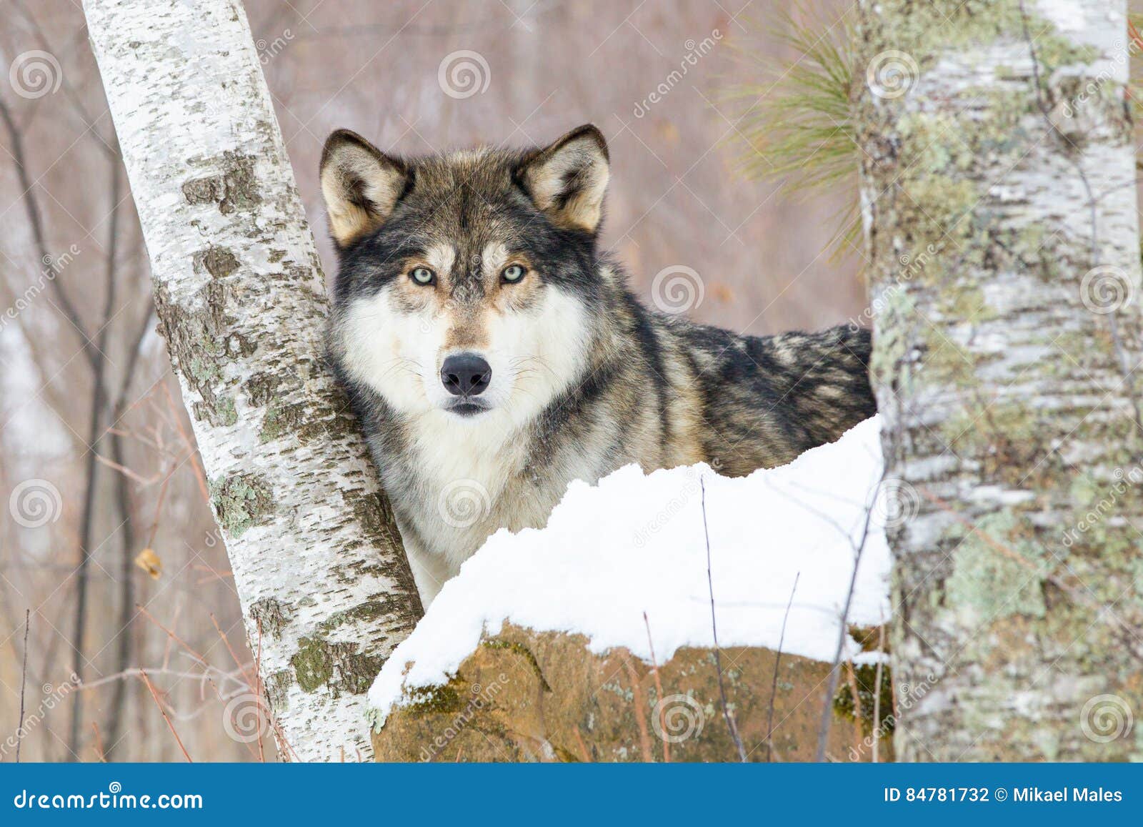 Wolf between birch trees stock photo. Image of birch - 84781732