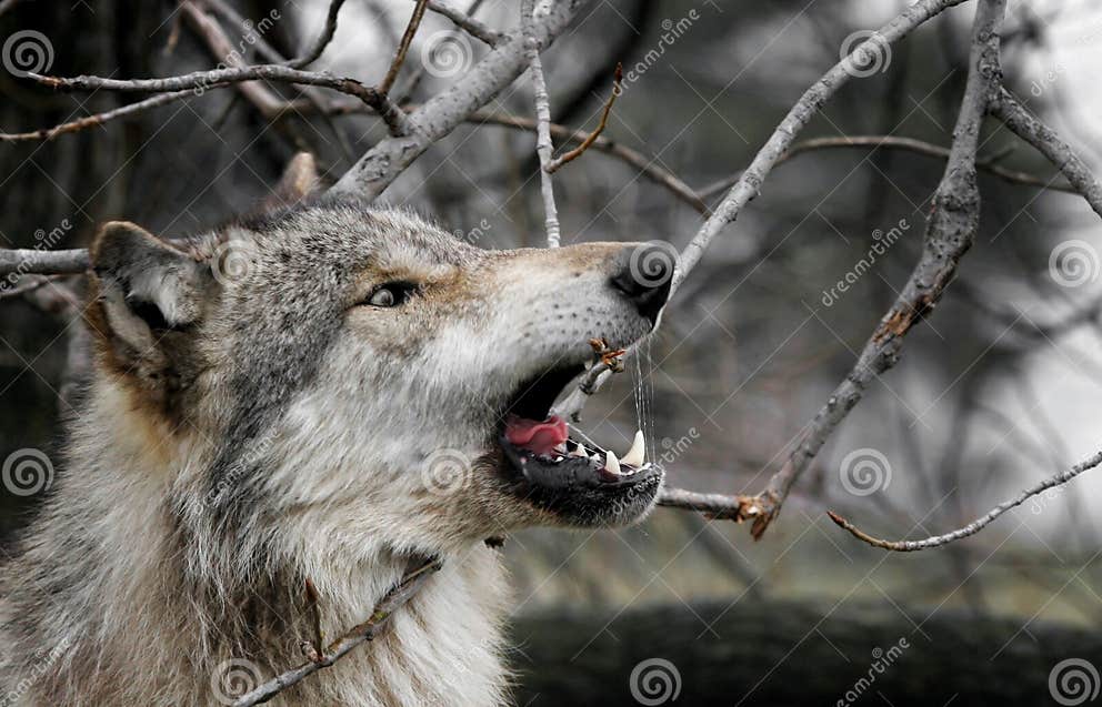 Wolf biting stock image. Image of candide, carnivore - 18879185