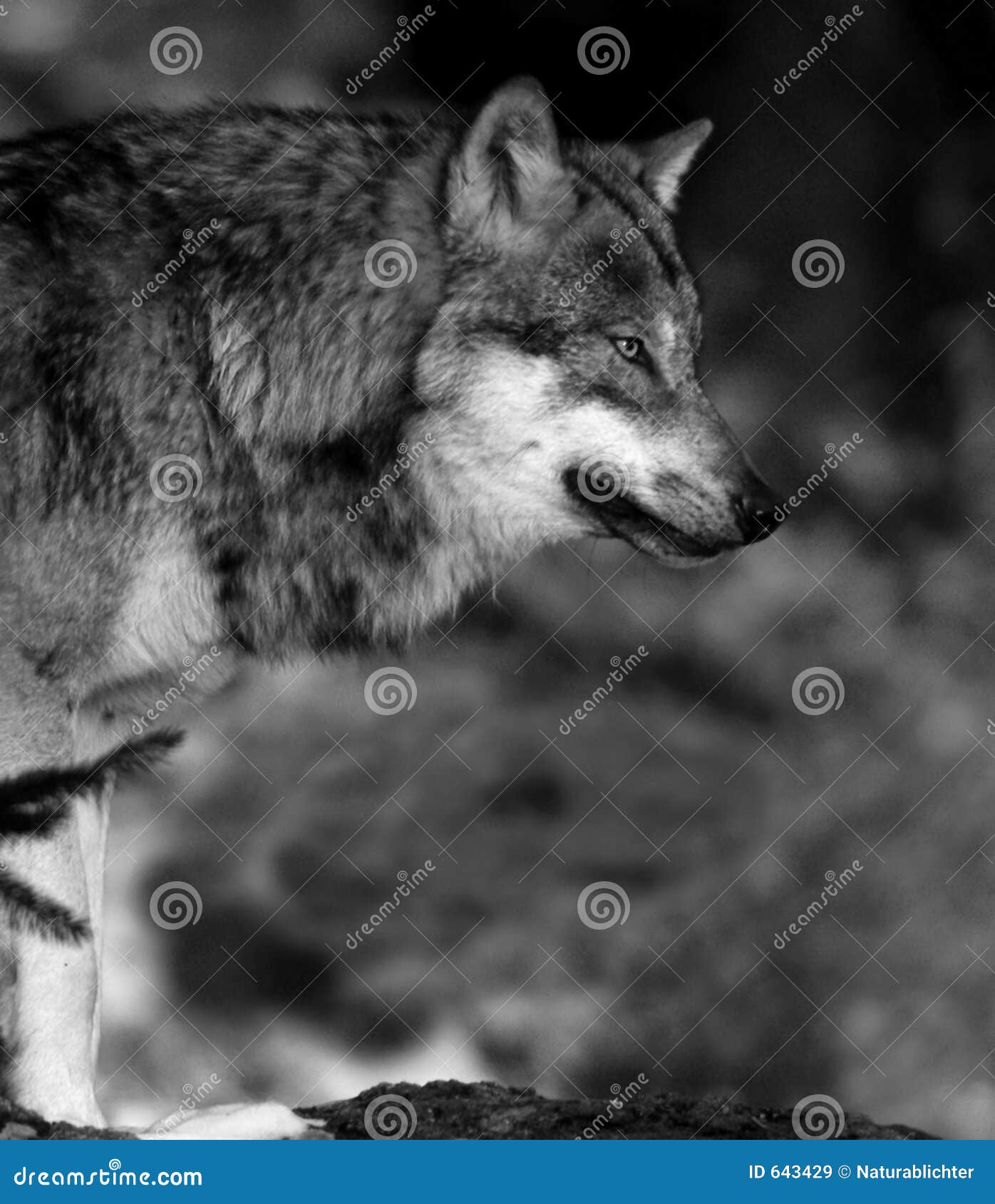 Wolf black &white stock image. Image of inspiring, adventures - 643429
