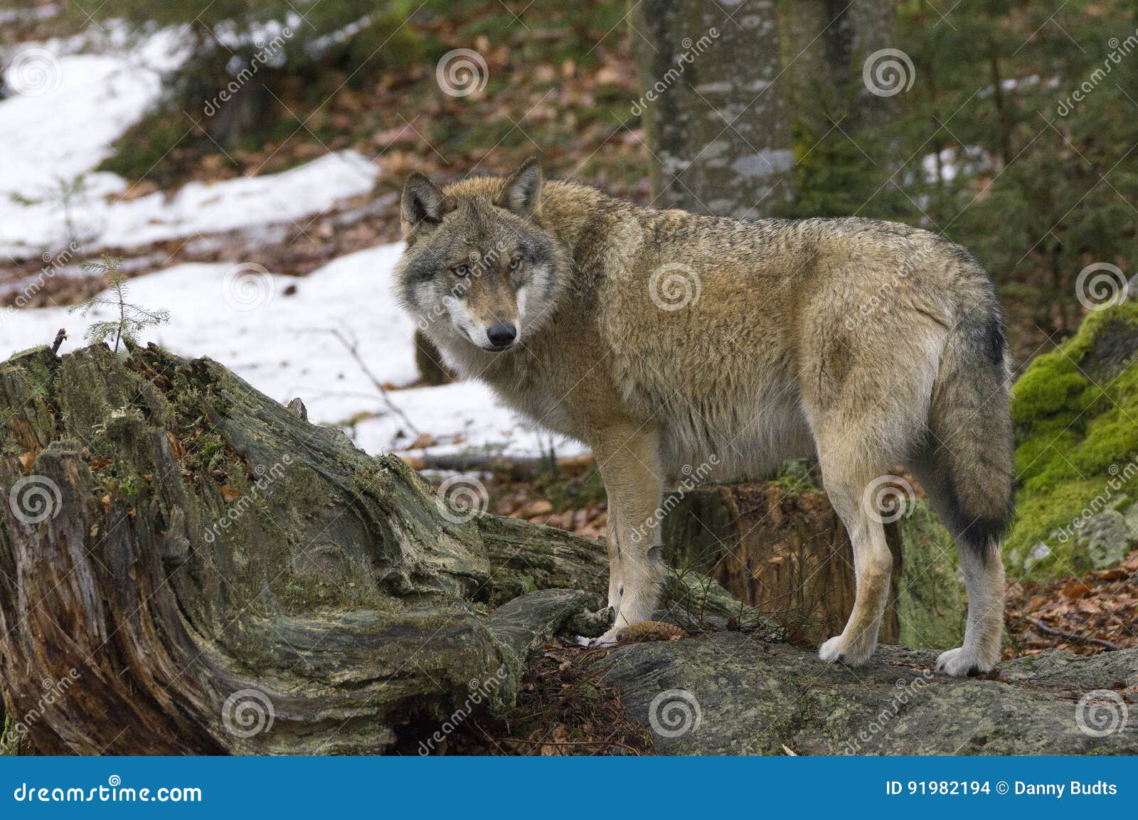 Wolf Bohemian Stock Photos - Free & Royalty-Free Stock Photos from ...