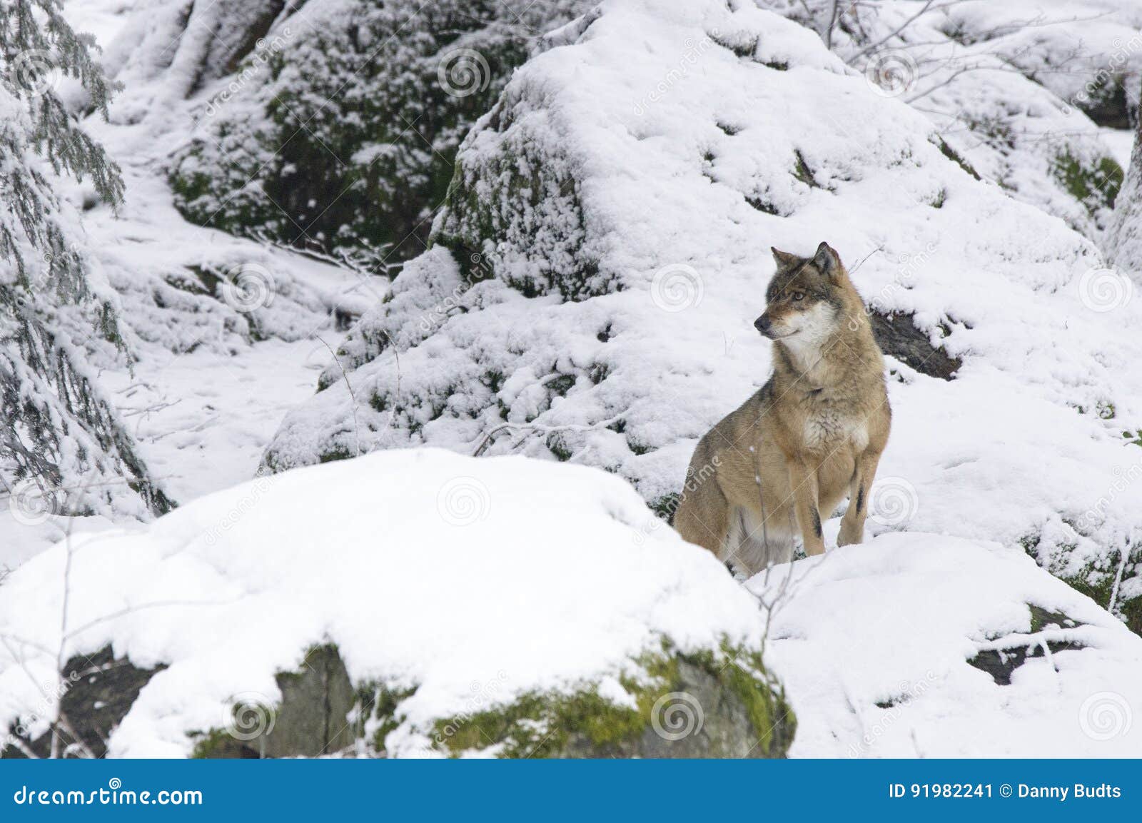 A Wolf in the Bohemian Forest. Stock Image - Image of natural, nature ...
