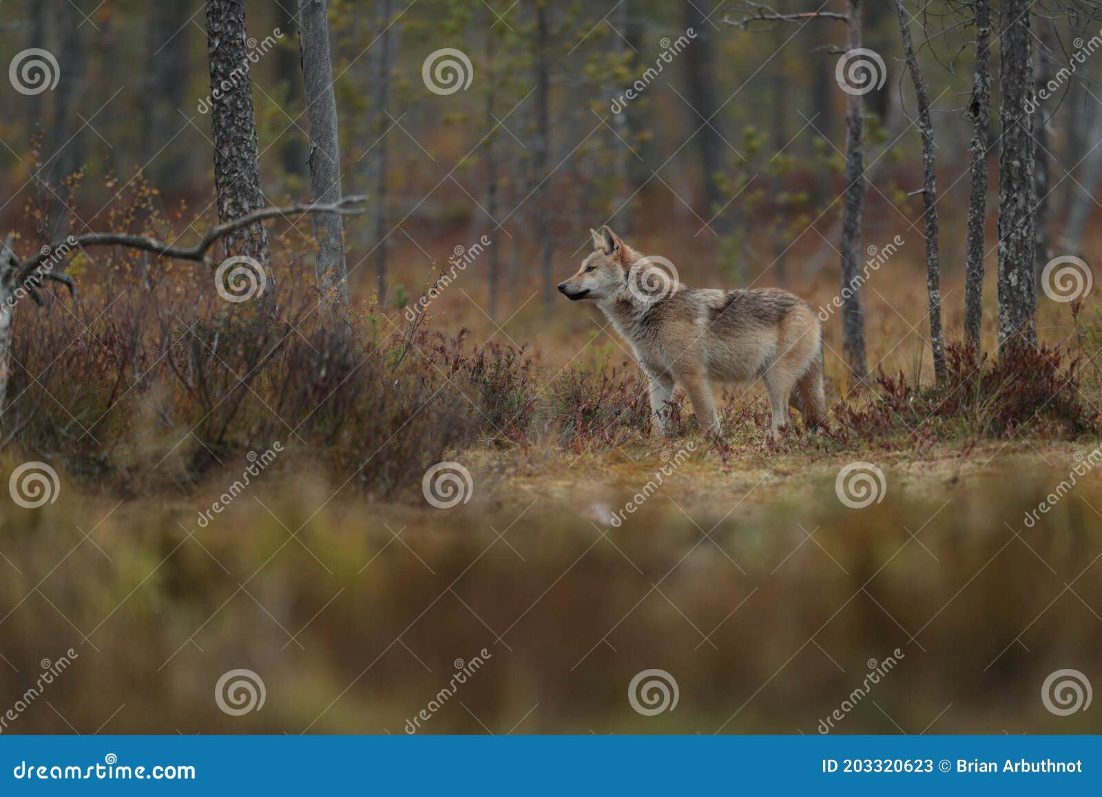 Wolf in boreal forest stock image. Image of fall, lone - 203320623