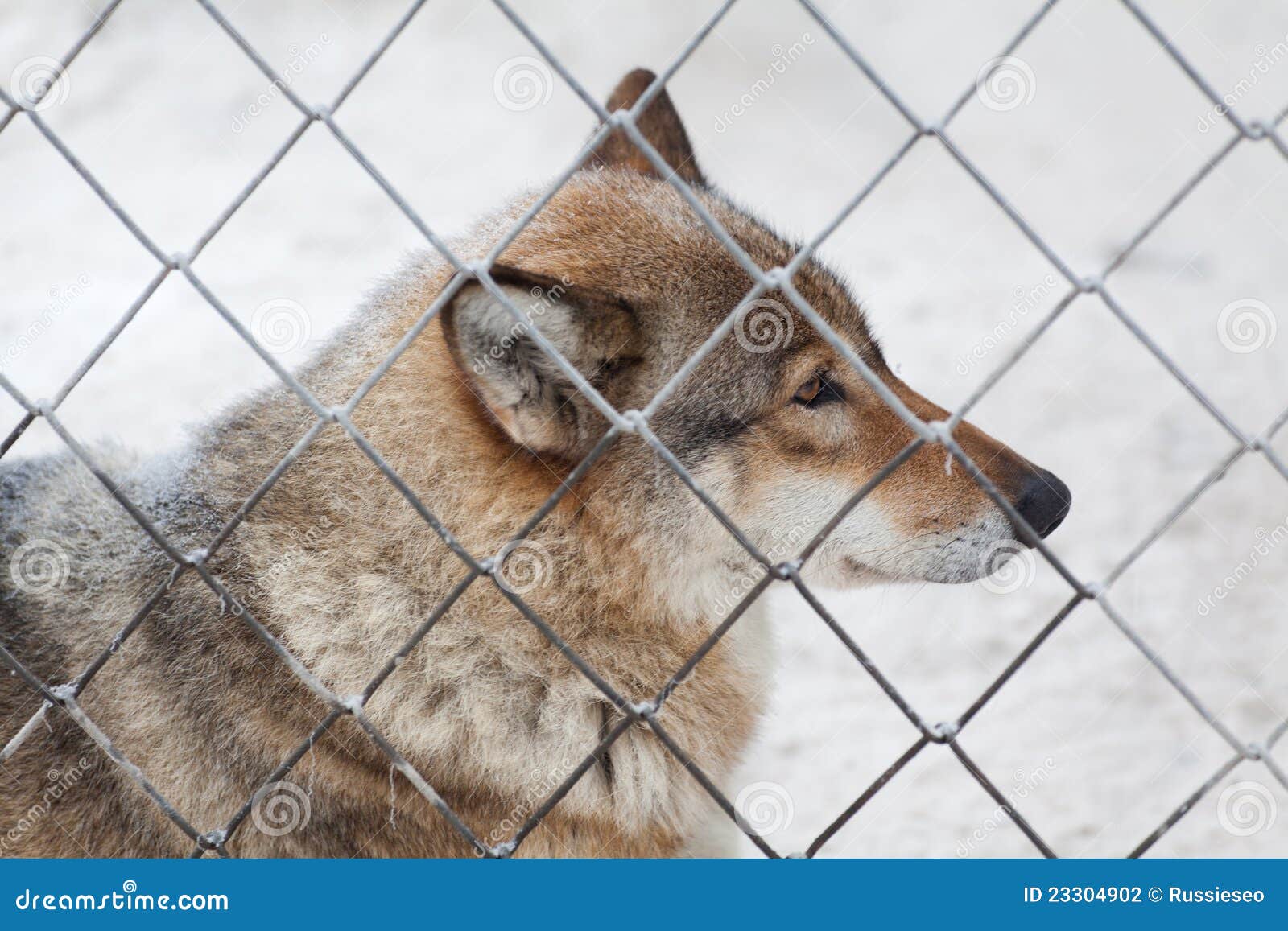 Wolf in the cage stock photo. Image of single, vermin - 23304902