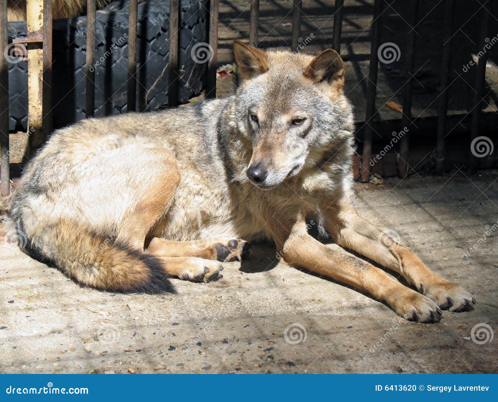 The wolf in a cage stock photo. Image of wild, mammal - 6413620