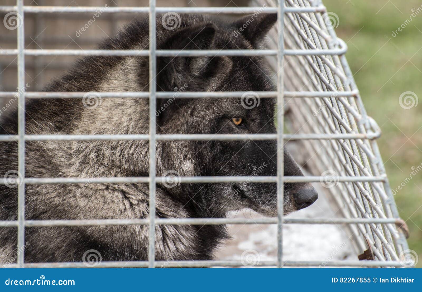 Wolf in a cage stock image. Image of nature, cage, colour - 82267855