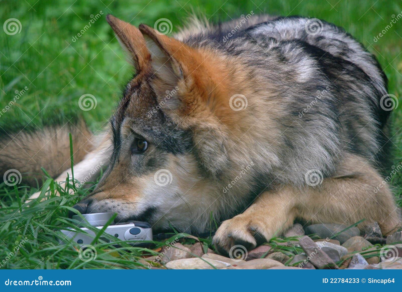 Wolf with Camera stock image. Image of lone, freedom - 22784233