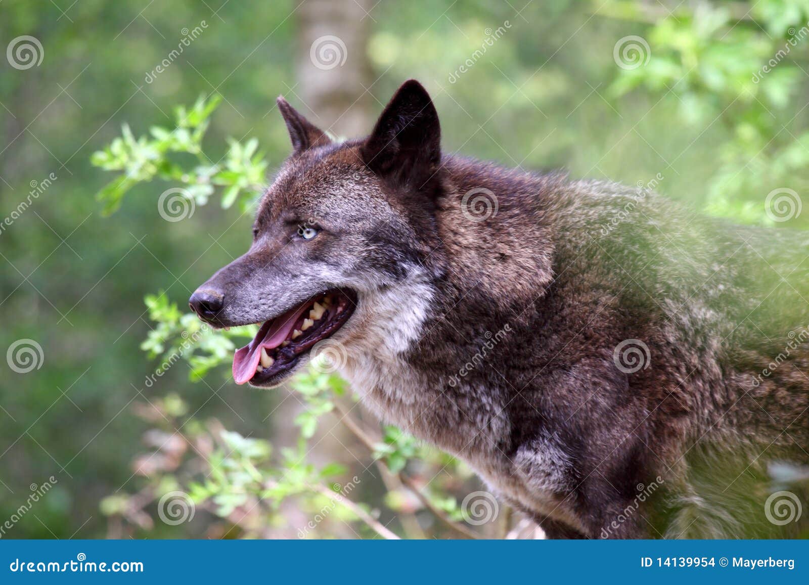 Wolf (canis lupus) stock photo. Image of canine, nature - 14139954
