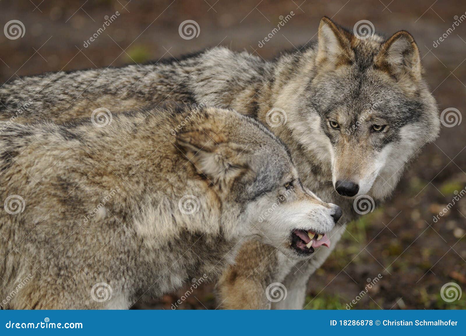 Wolf ( Canis lupus ) stock photo. Image of predator, coat - 18286878