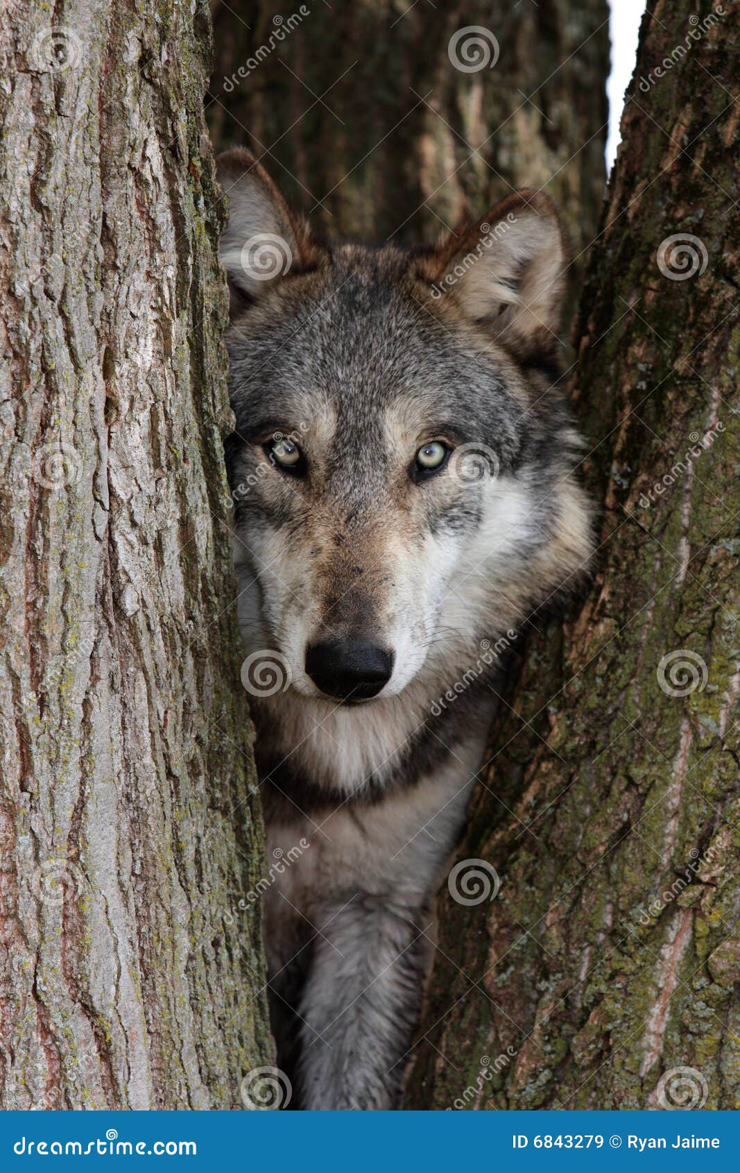 Wolf Canis Lupus stock image. Image of canine, wildlife - 6843279